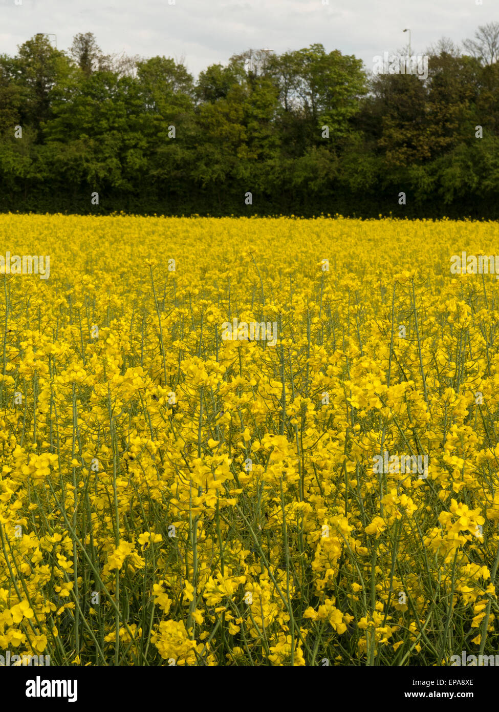 field of bright yellow oil seed rape plants near Branston ...