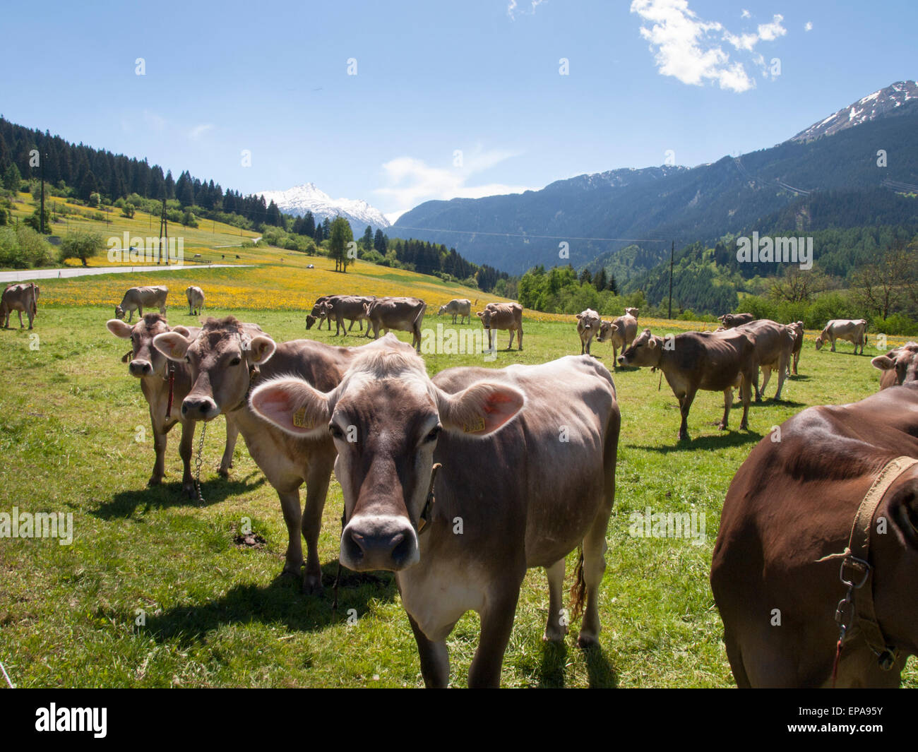 Oberalppass, Switzerland - May 14, 2015: cows on the farm look outside ...