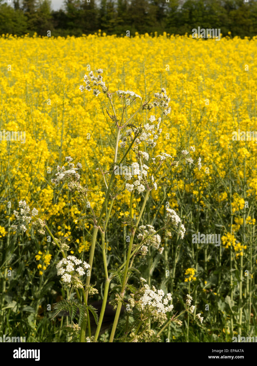 field of bright yellow oil seed rape plants near Branston ...