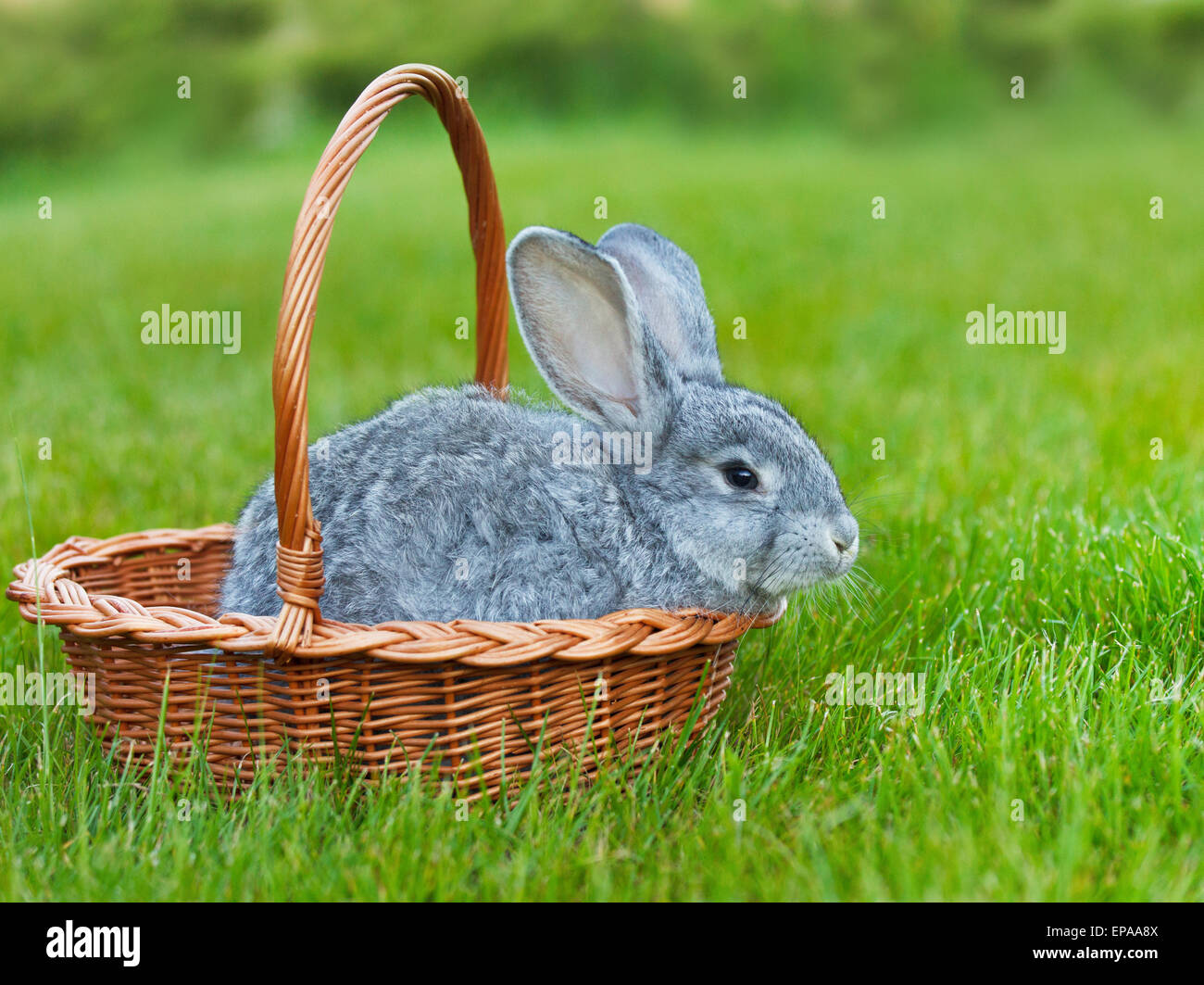 Cute little grey rabbit in the basket on green grass Stock Photo - Alamy