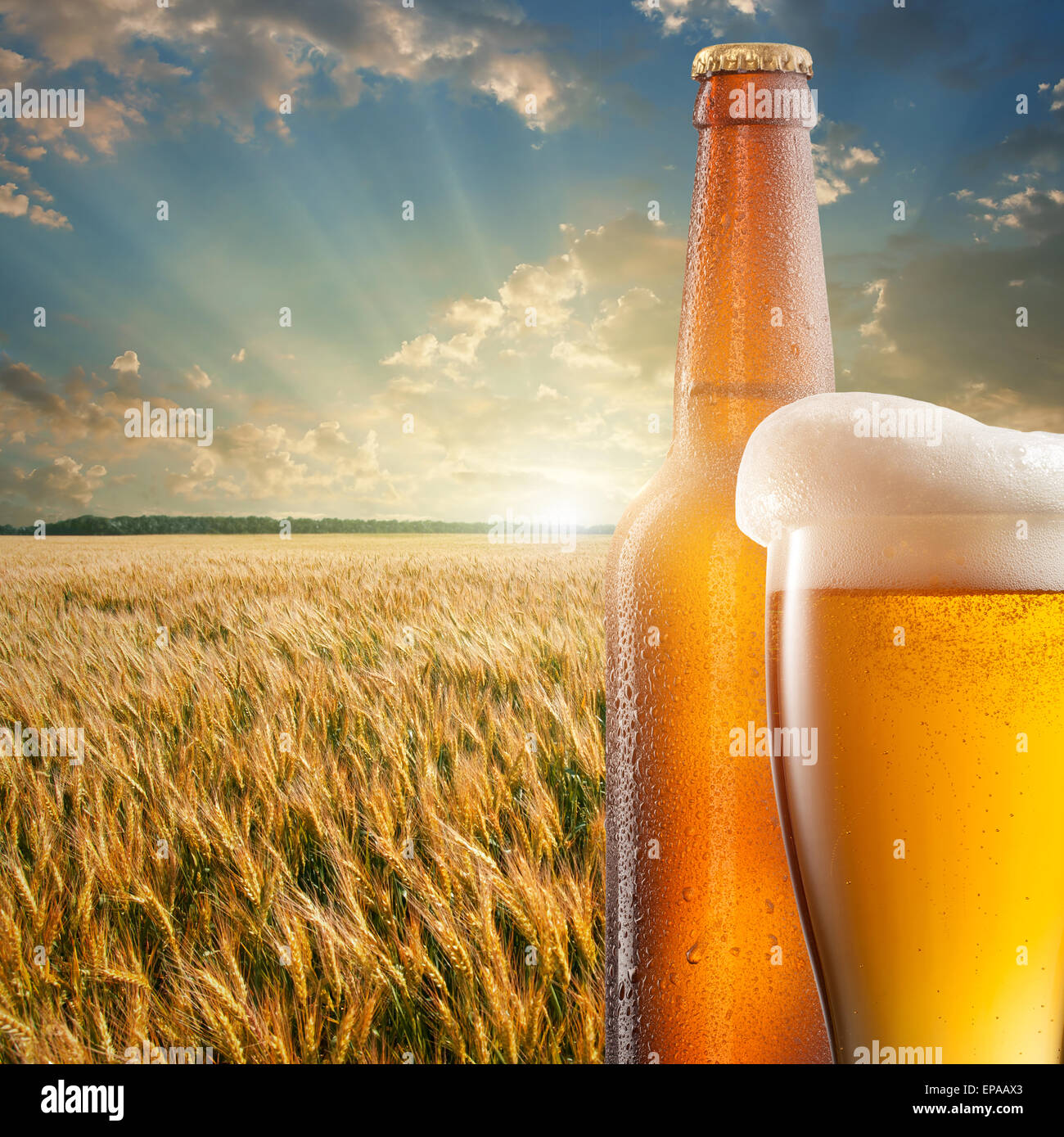 Glass of beer and bottle against wheat field and sunset Stock Photo - Alamy