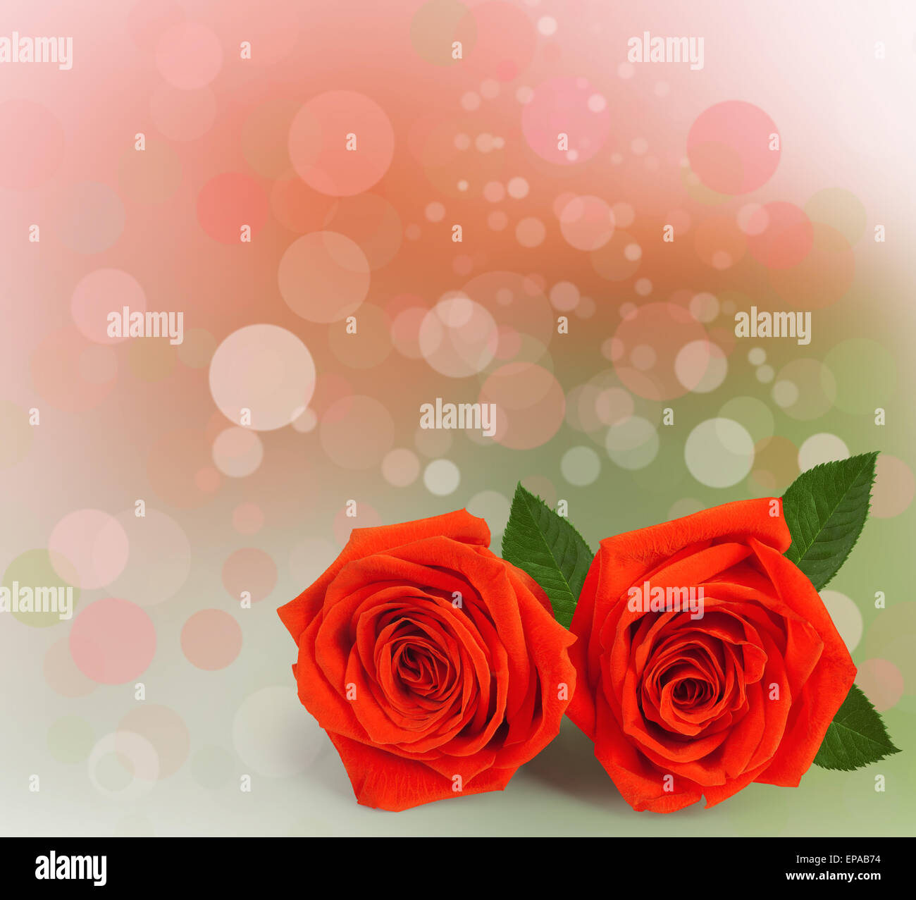 Vermilion roses hi-res stock photography and images - Alamy