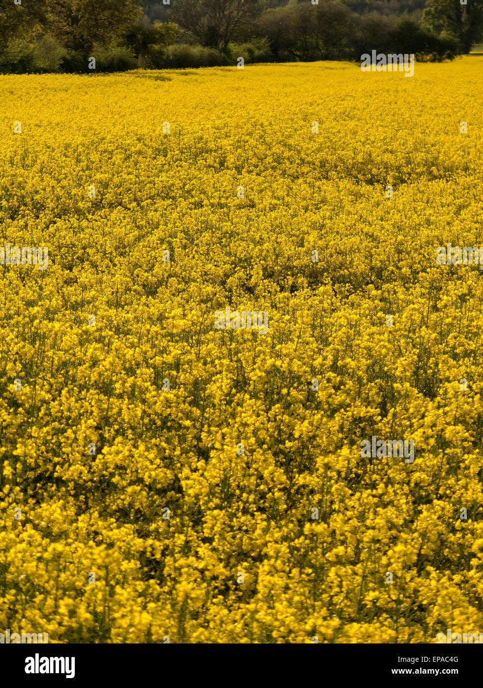 field of bright yellow oil seed rape plants near Branston ...