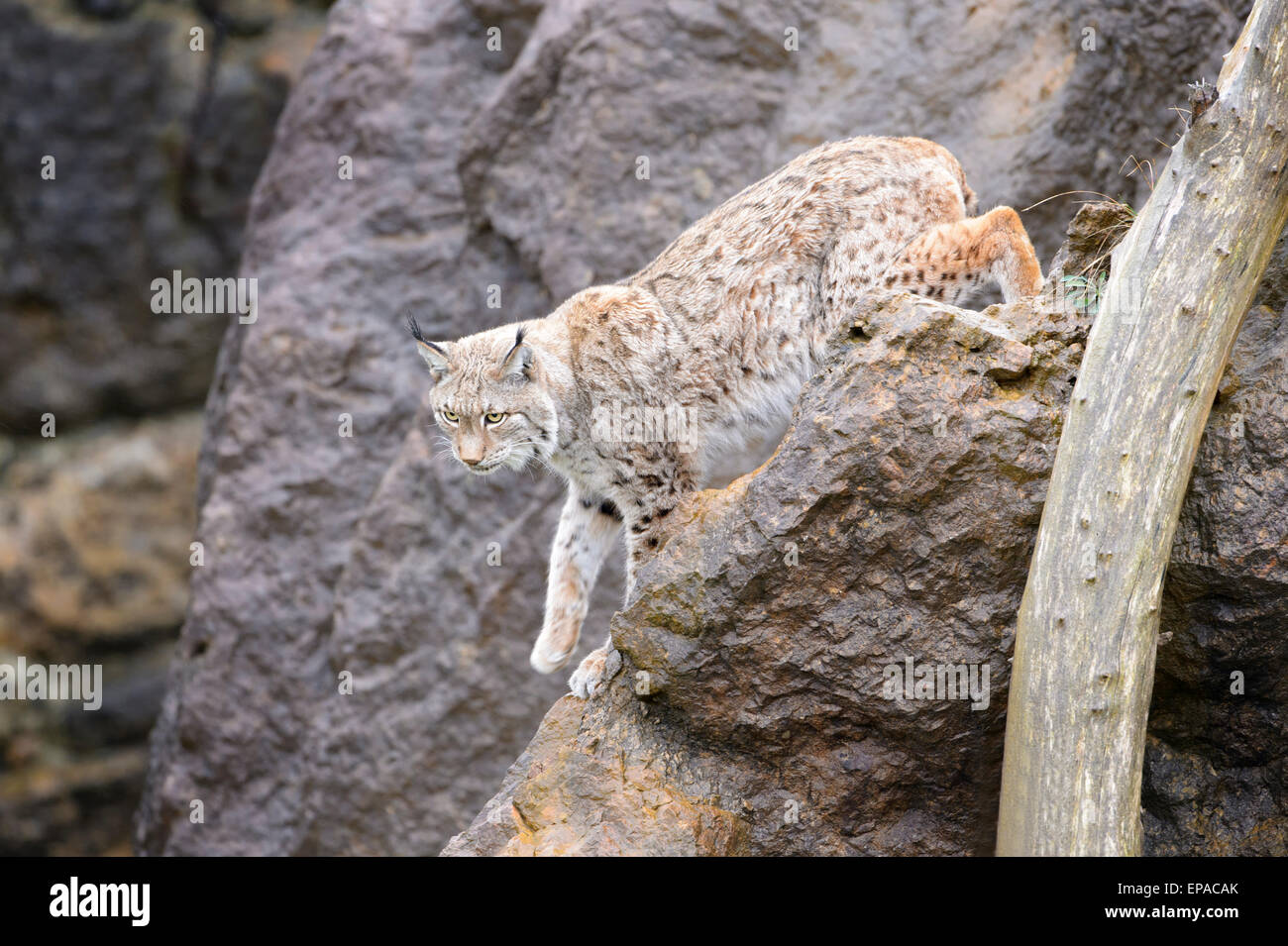 Eurasian lynx (Lynx lynx), climbing down a rock, Cabarceno Natural Park ...