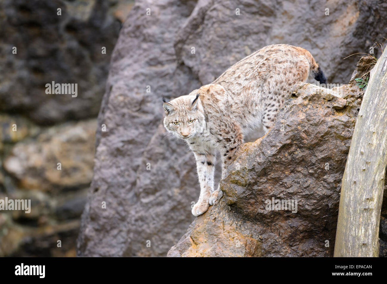 Eurasian lynx (Lynx lynx), climbing down a rock, looking at camera ...