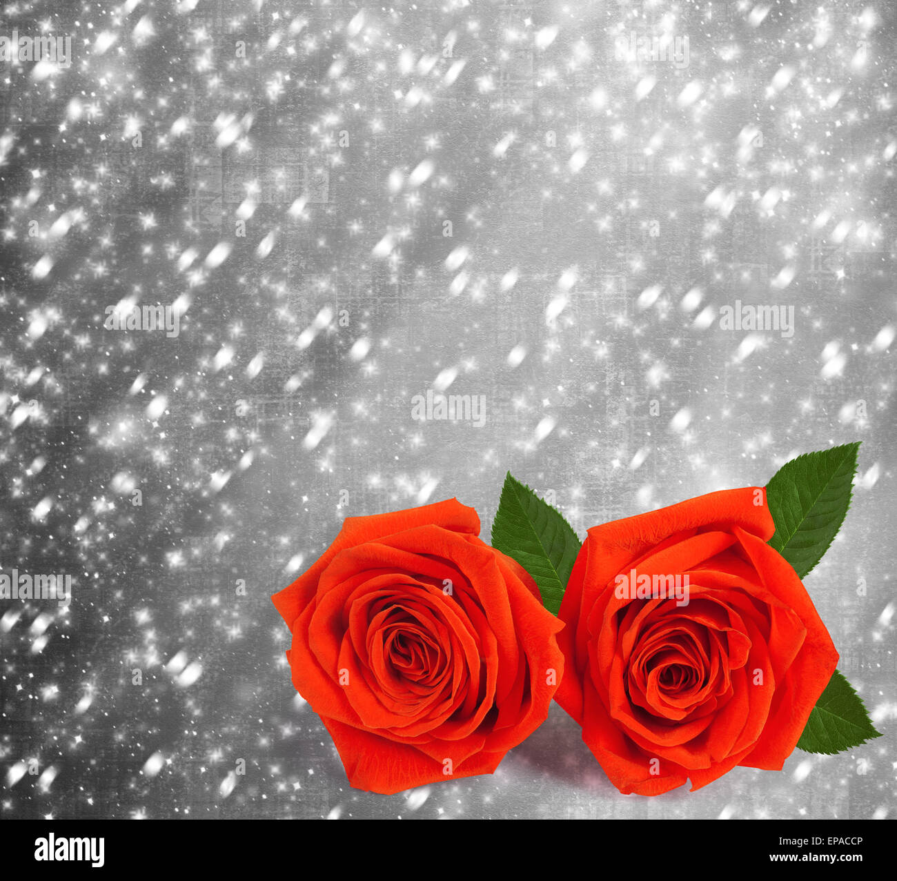 Vermilion roses hi-res stock photography and images - Alamy