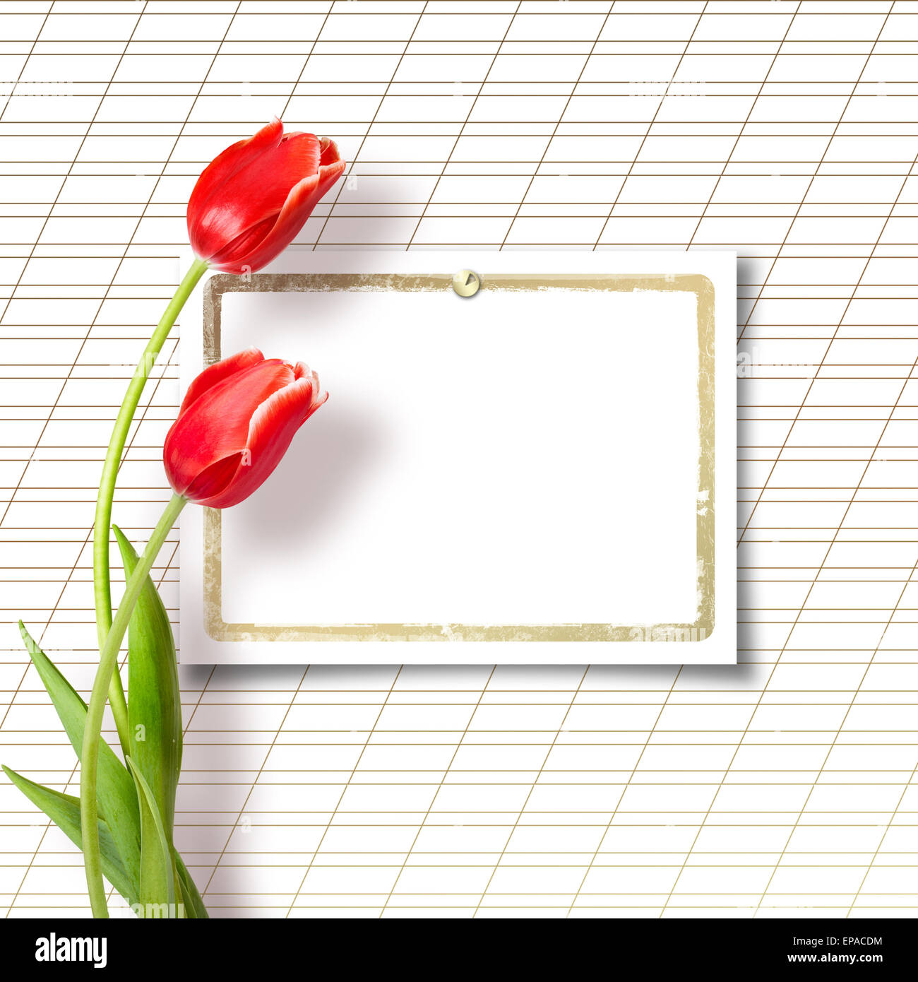 Bouquet of beautiful red tulips with greeting on paper white background ...