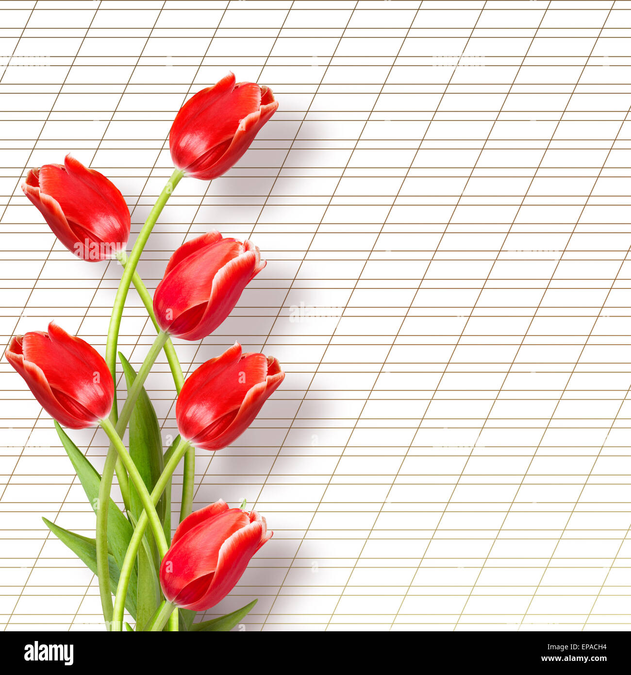 Bouquet of beautiful red tulips with greeting on paper white background ...