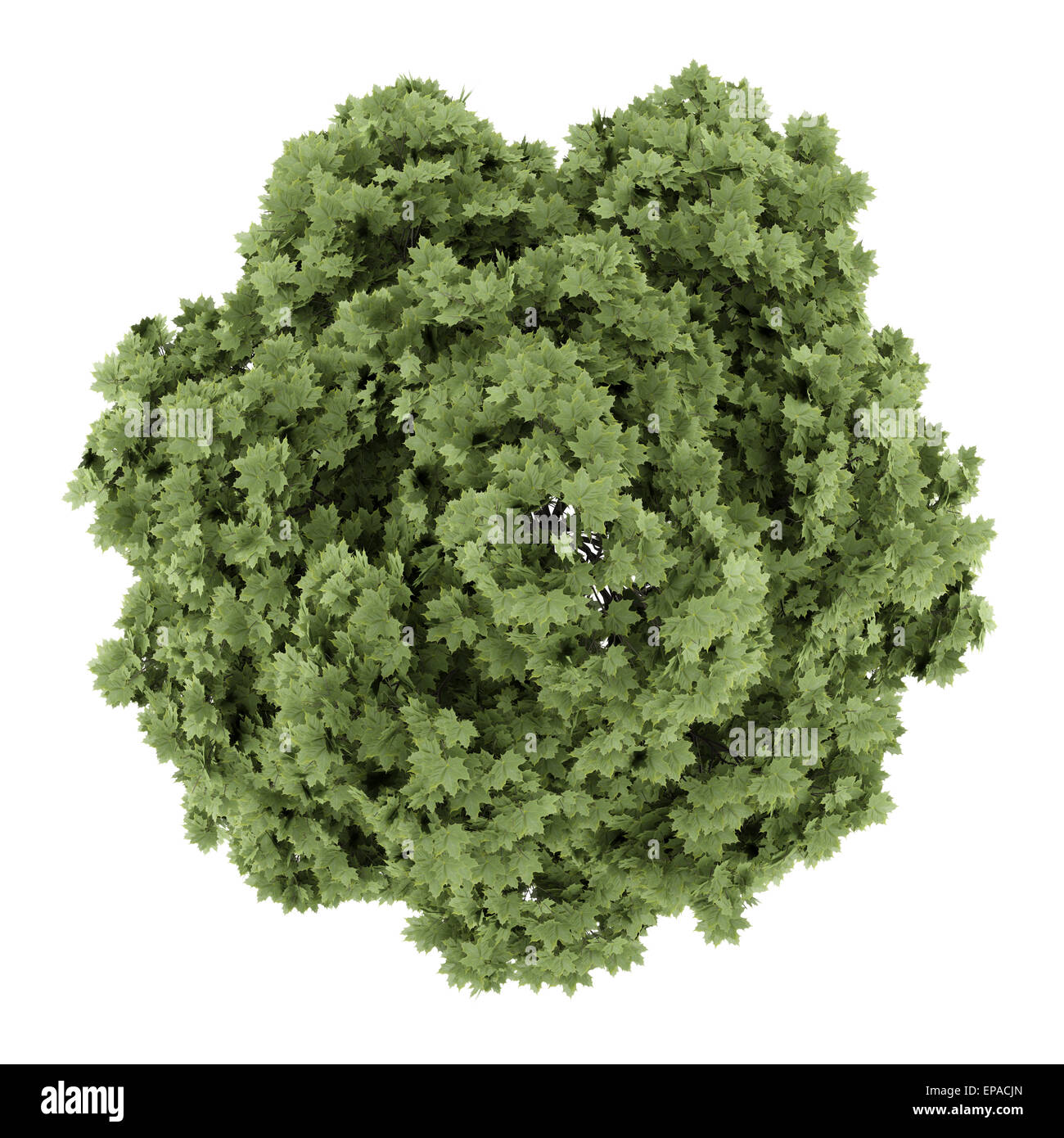Top view common maple tree hi-res stock photography and images - Alamy