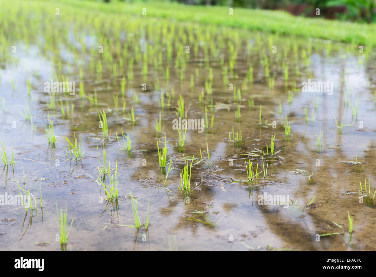 rice field at plantation in asia Stock Photo - Alamy