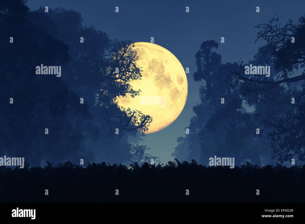 Mysterious Magic Forest at Night in the Moonlight Stock Photo - Alamy