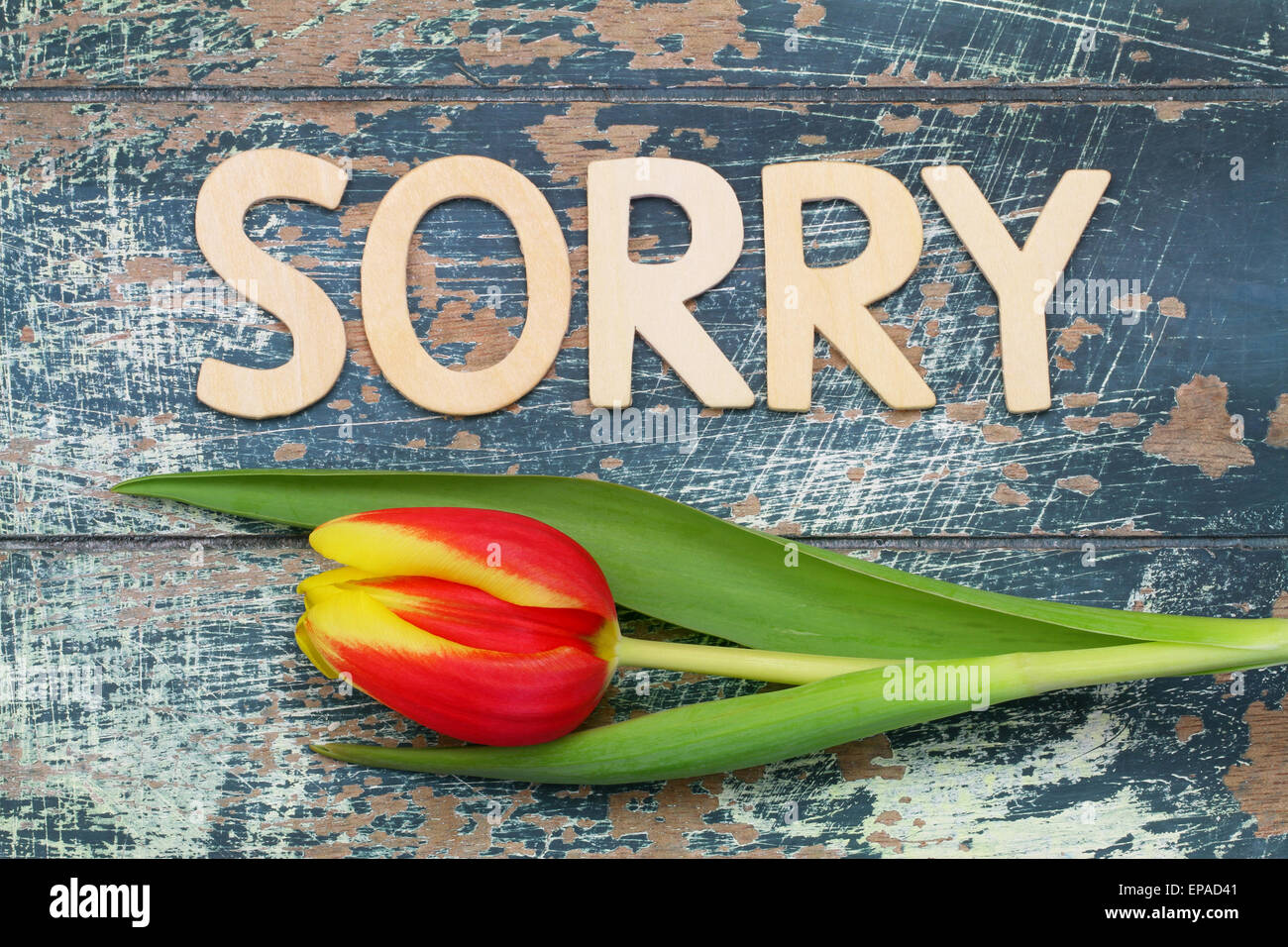 Sorry written with wooden letters on rustic blue surface and tulip ...