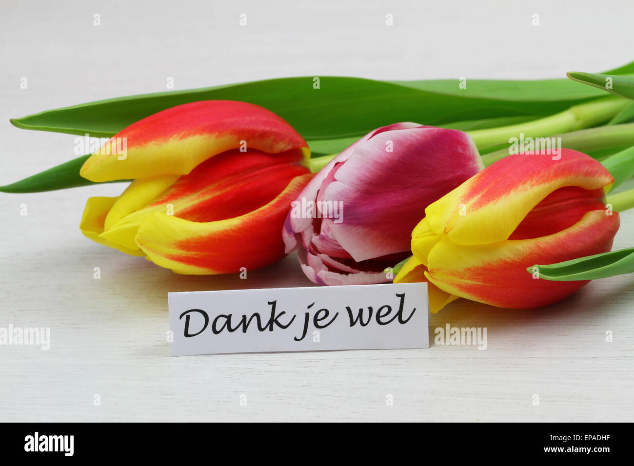 Dank je wel (which means thank you in Dutch) with colorful tulips Stock ...