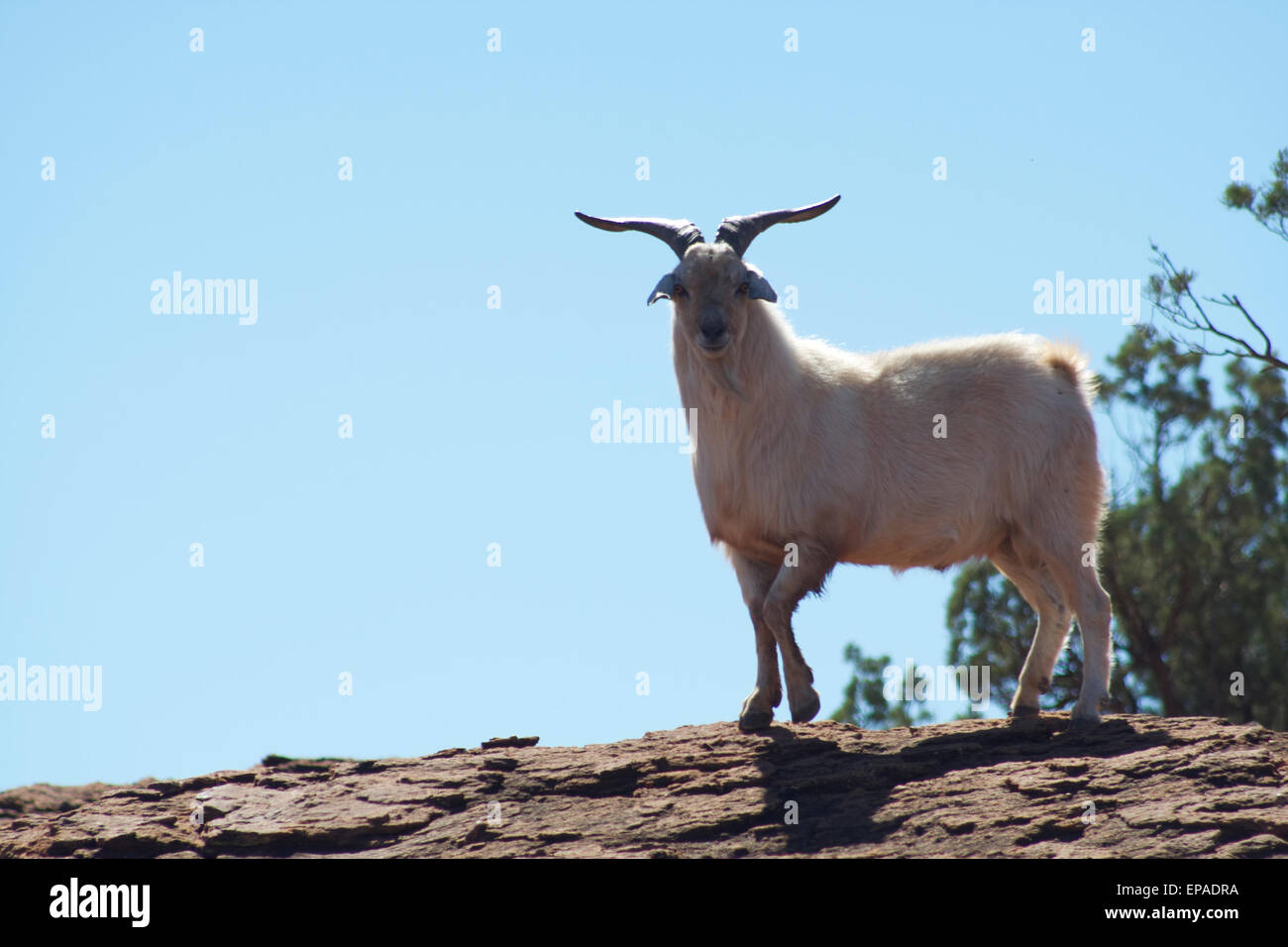 Feral goats. Australia Stock Photo - Alamy