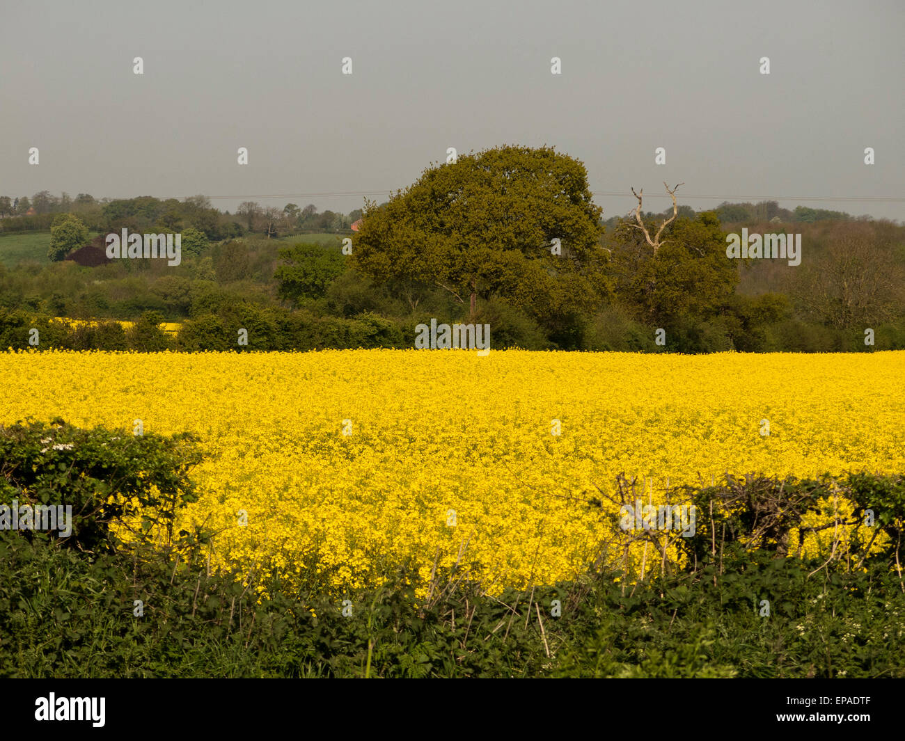 field of bright yellow oil seed rape plants near Branston ...