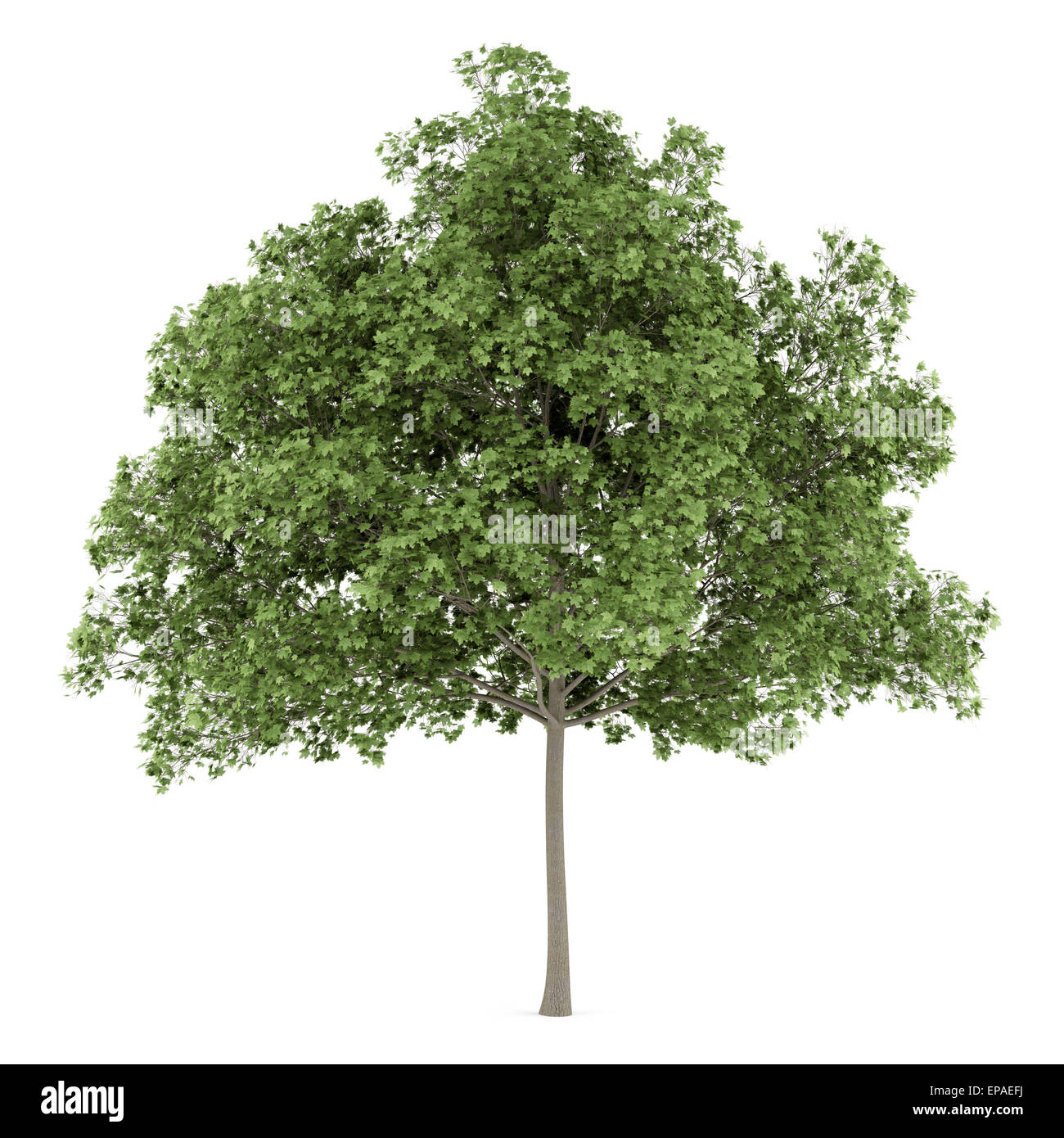 common maple tree isolated on white background Stock Photo - Alamy