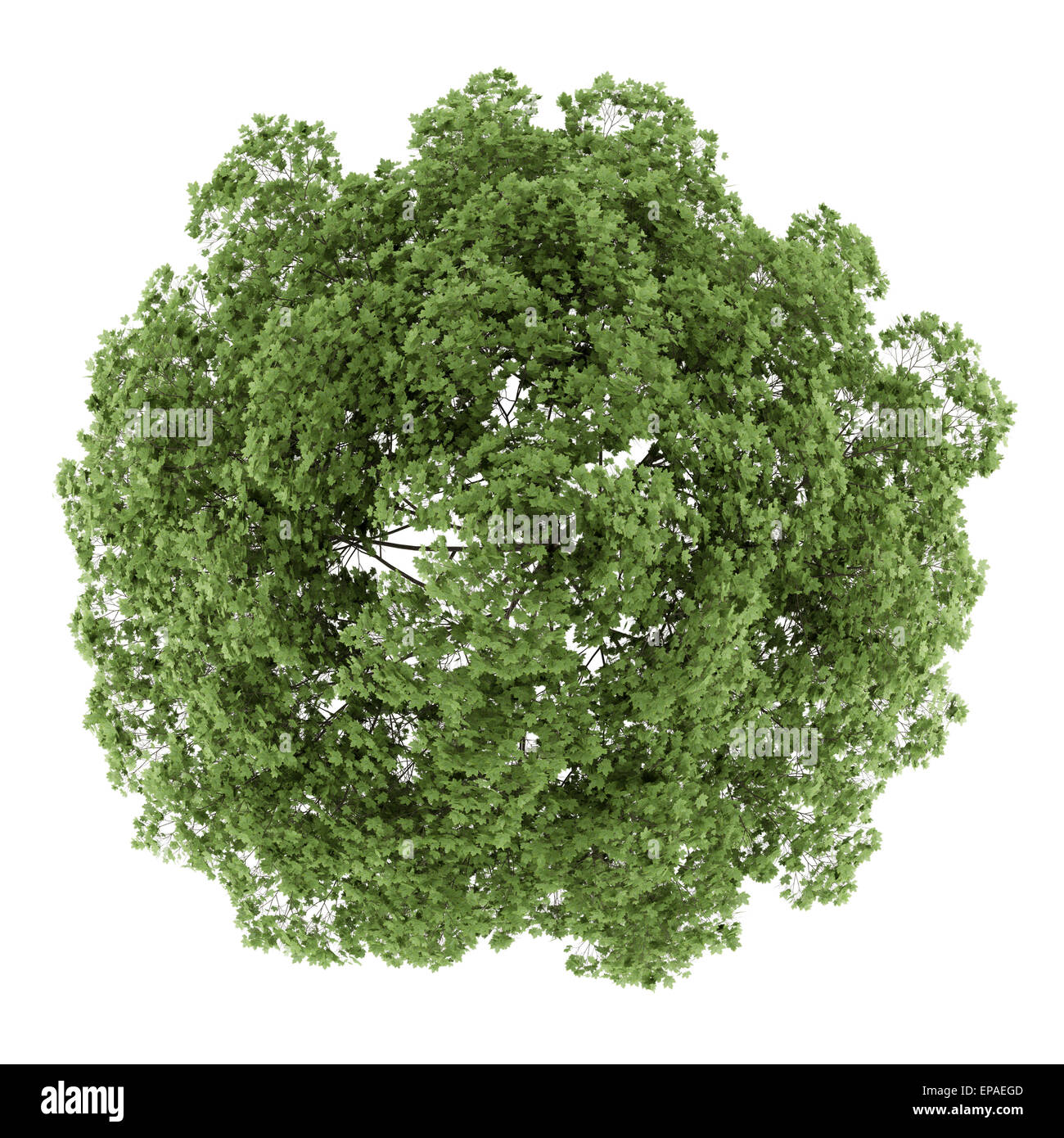 top view of common maple tree isolated on white Stock Photo - Alamy