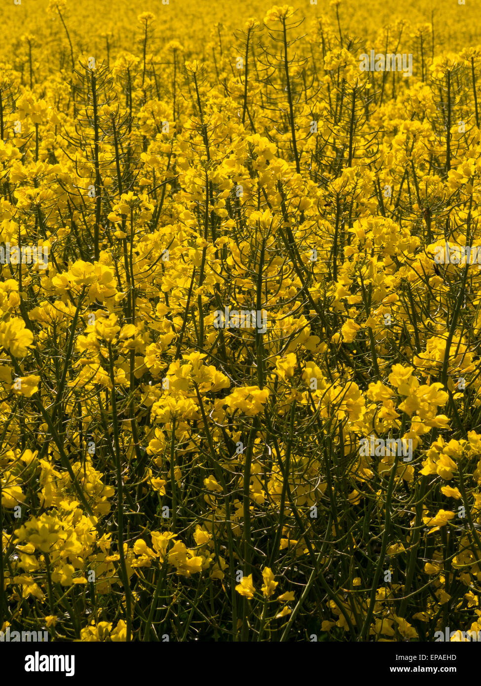 field of bright yellow oil seed rape plants near Branston ...