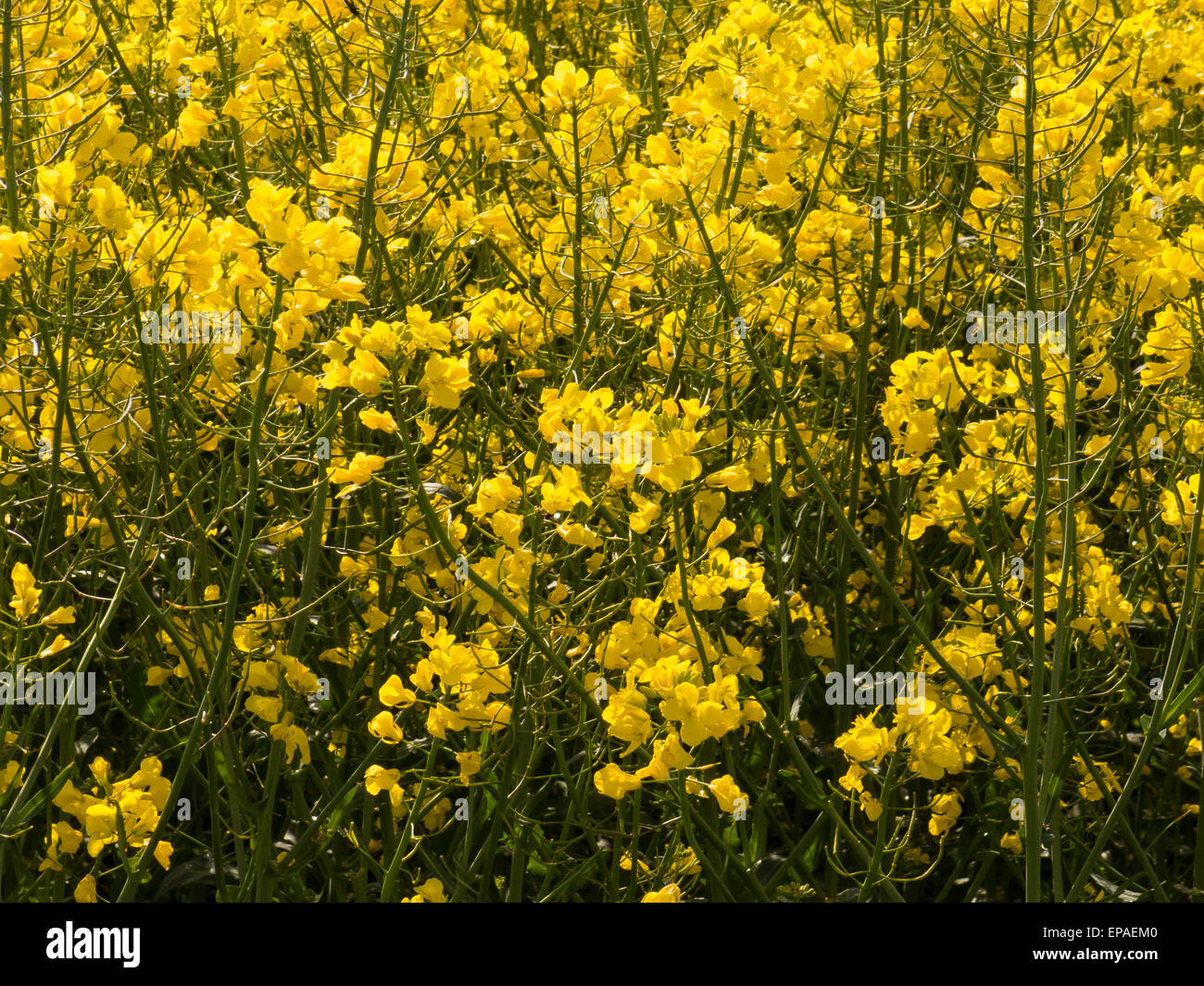 field of bright yellow oil seed rape plants near Branston ...