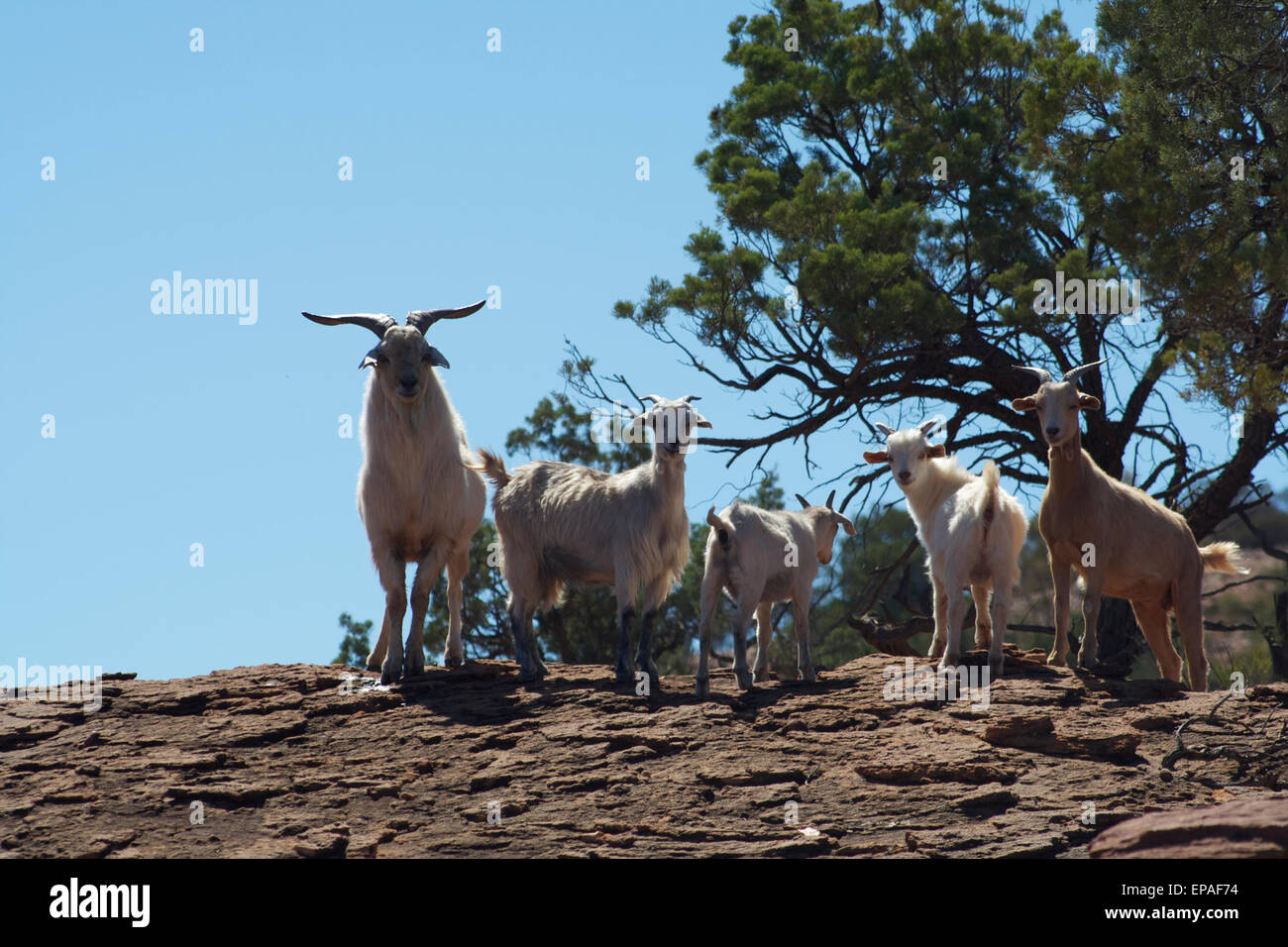 Feral goats. Australia Stock Photo - Alamy