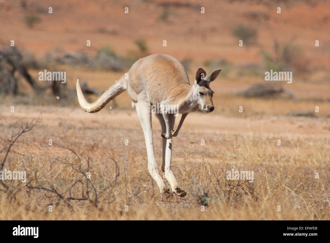 Australian Kangaroo Jumping