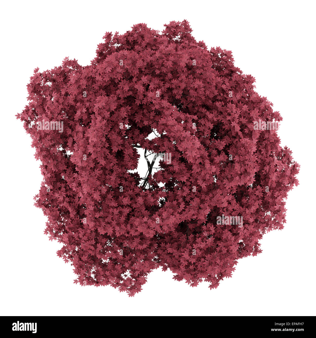 top view of red maple tree isolated on white Stock Photo - Alamy