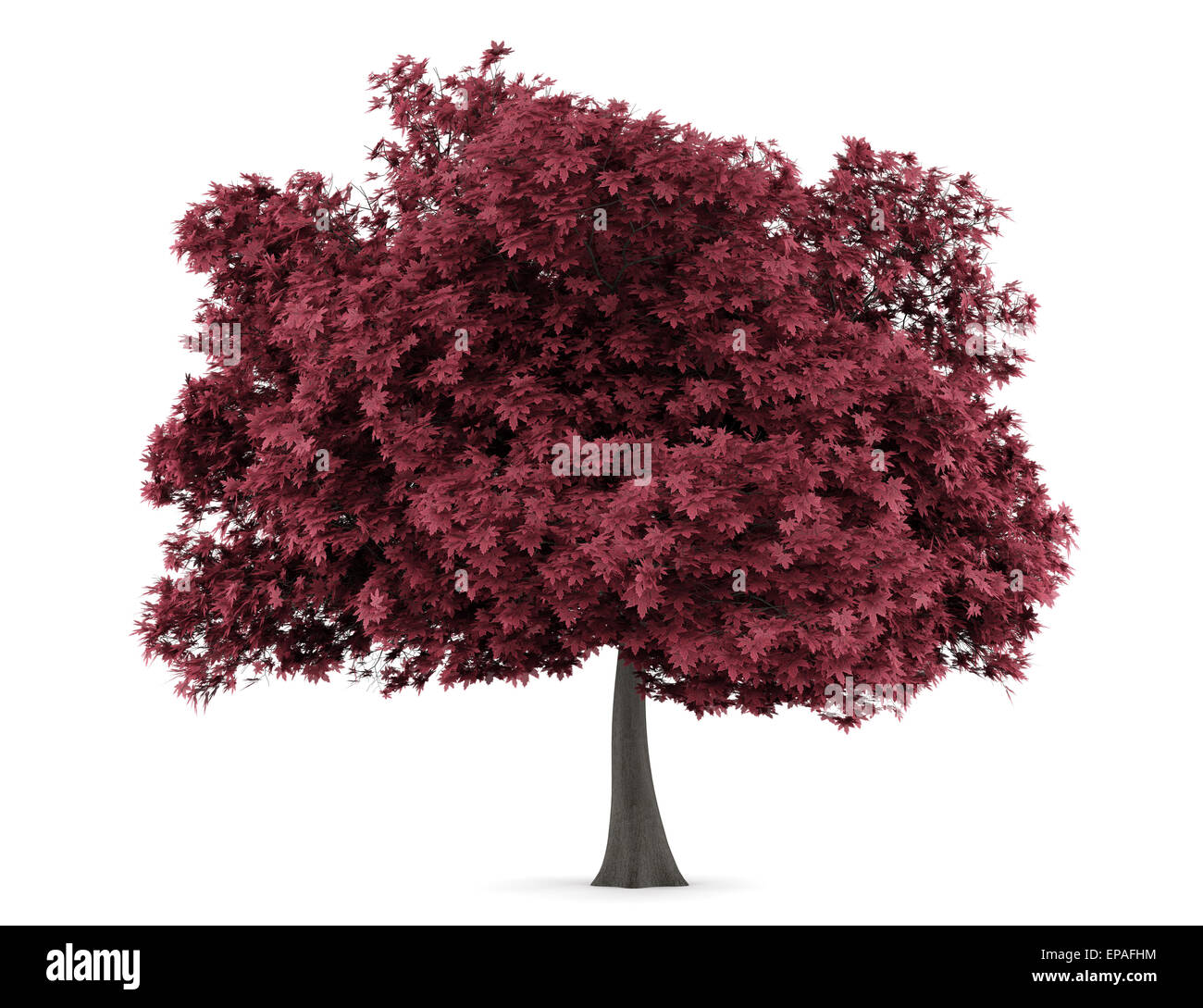red maple tree isolated on white background Stock Photo - Alamy