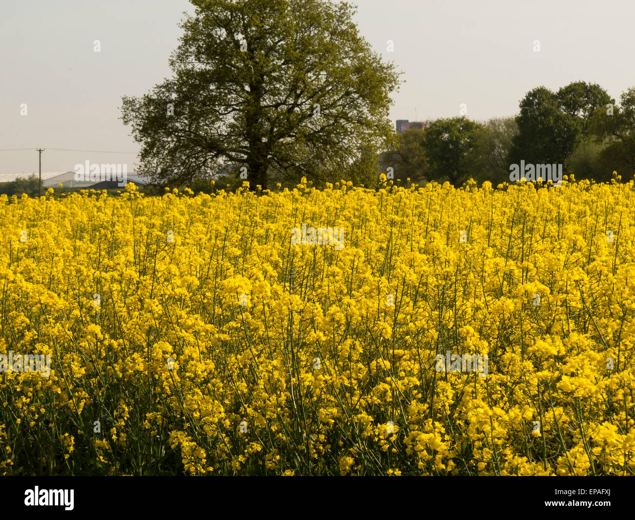 field of bright yellow oil seed rape plants near Branston ...