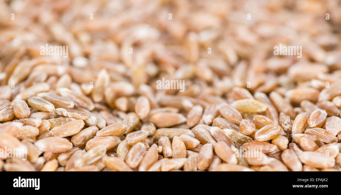 Spelt as detailed close-up shot for use as background image or as ...
