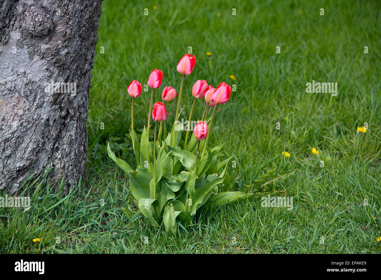 Grass bulb hi-res stock photography and images - Alamy