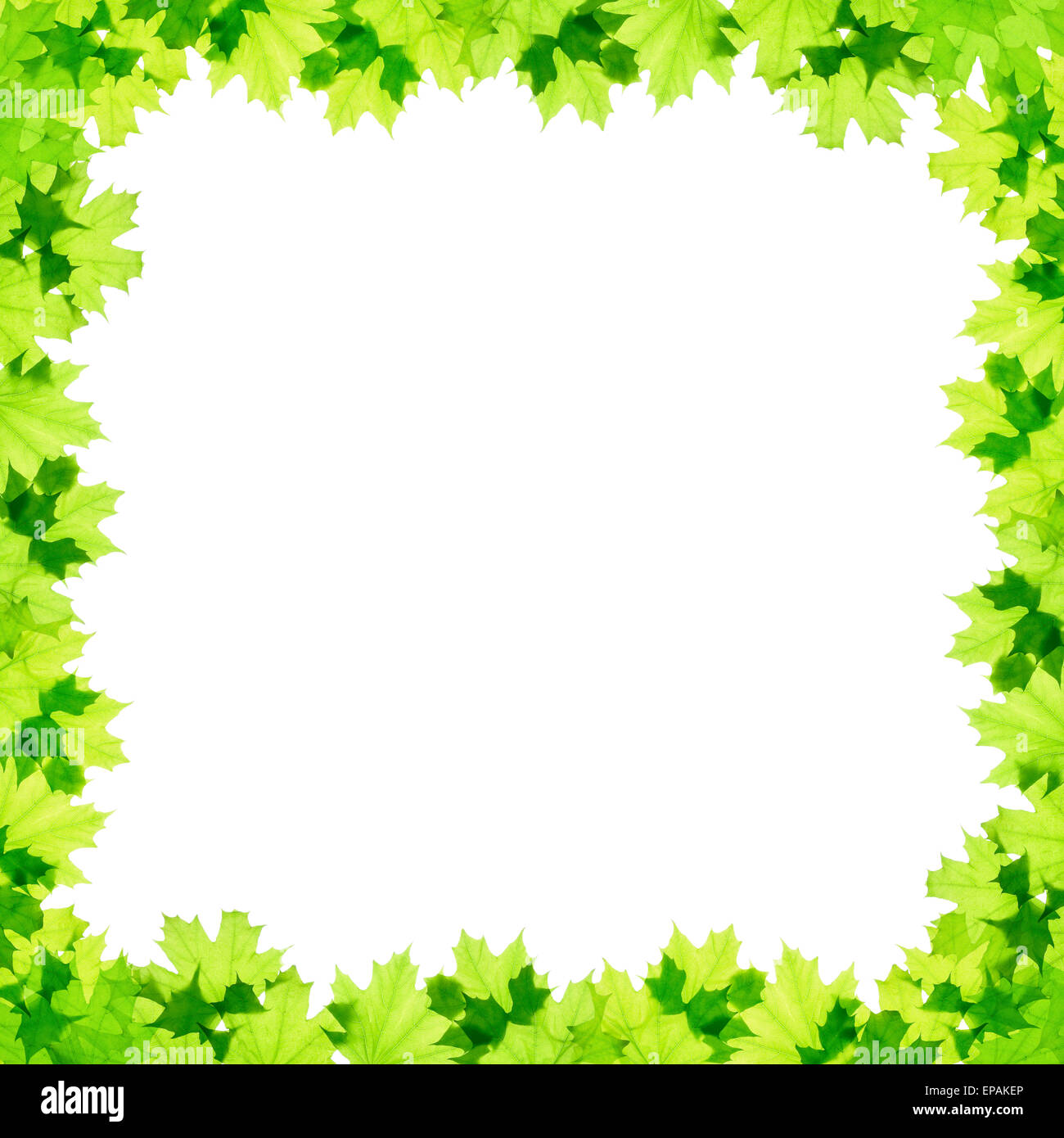 Frame of green maple leaves isolated Stock Photo - Alamy