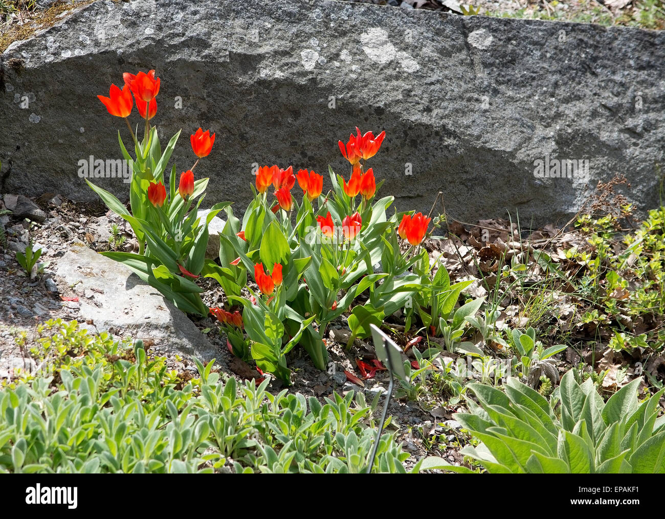 Crevice garden hi-res stock photography and images - Alamy