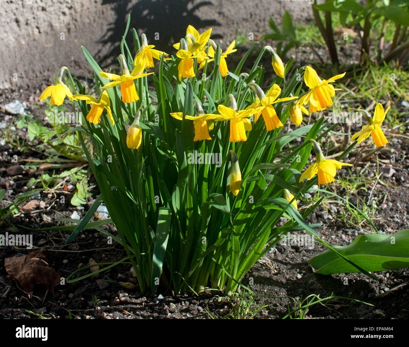 Flowerbed bright yellow flowers hi-res stock photography and images - Alamy