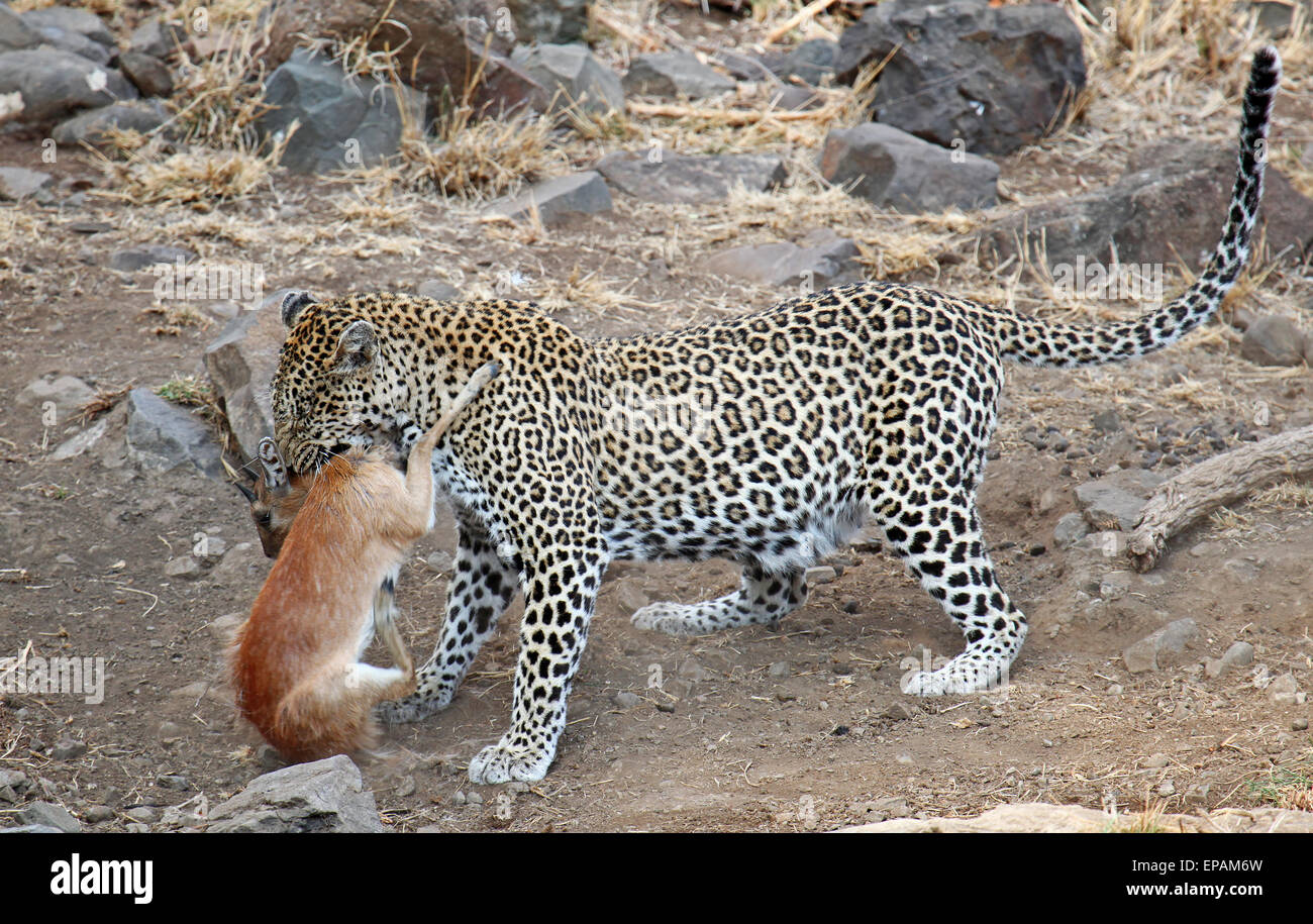 Wild african leopard eating meat hi-res stock photography and images ...