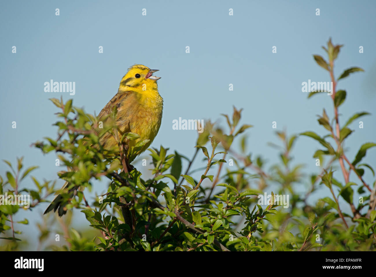 Male Yellowhammer-Emberiza citrinella in song. Spring. Uk Stock Photo ...