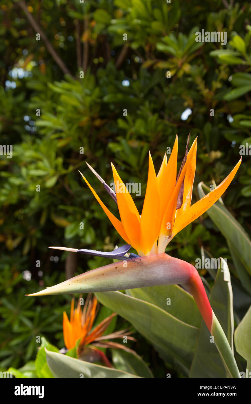 Strelitzia flower hi-res stock photography and images - Alamy