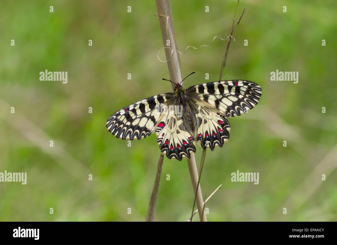 Southern Festoon (Zerynthia polyxena) butterfly in its habitat - in the ...