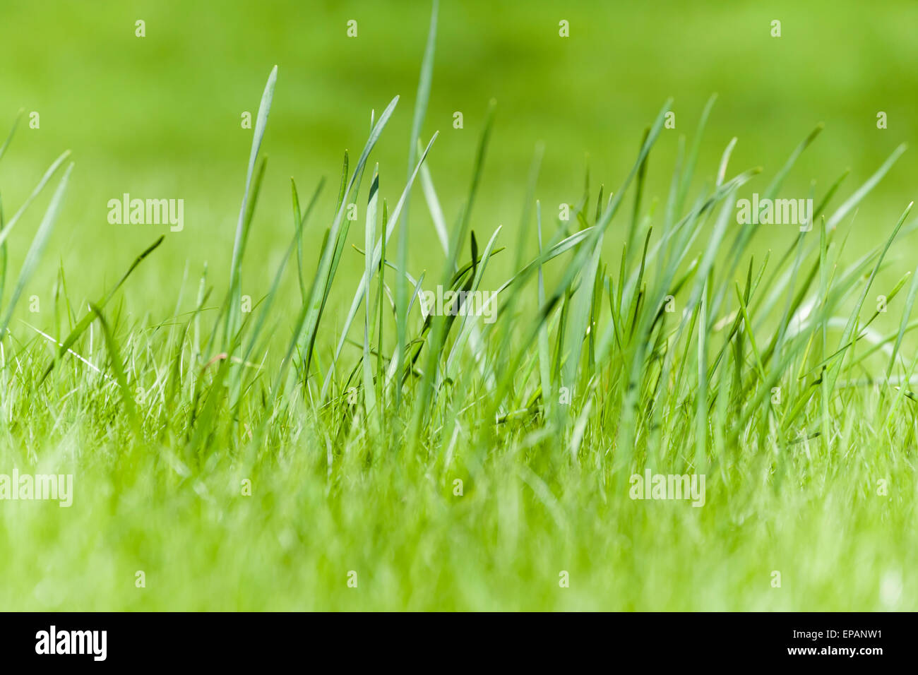 Green nature close up hi-res stock photography and images - Alamy