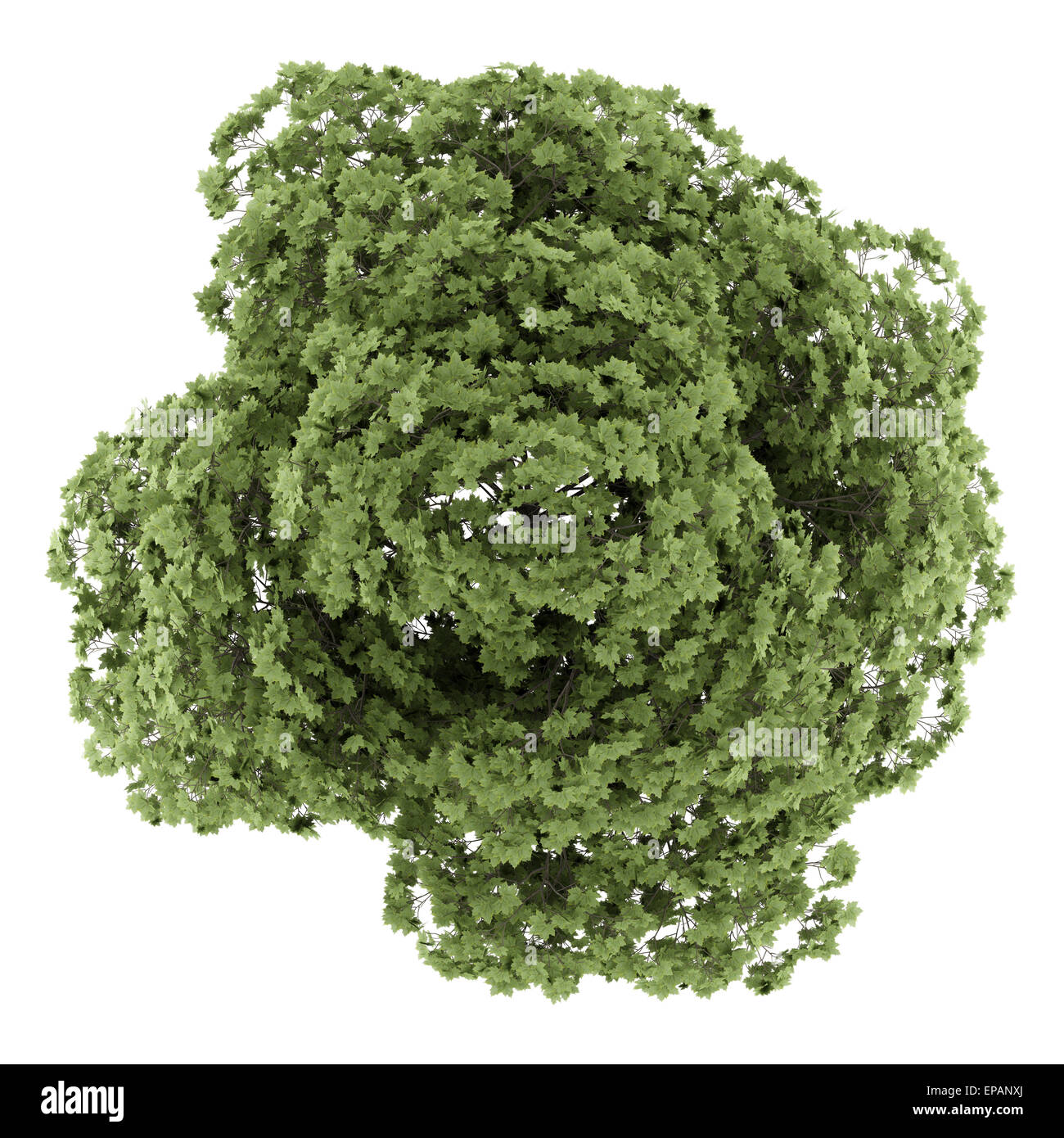 top view of common maple tree isolated on white Stock Photo - Alamy
