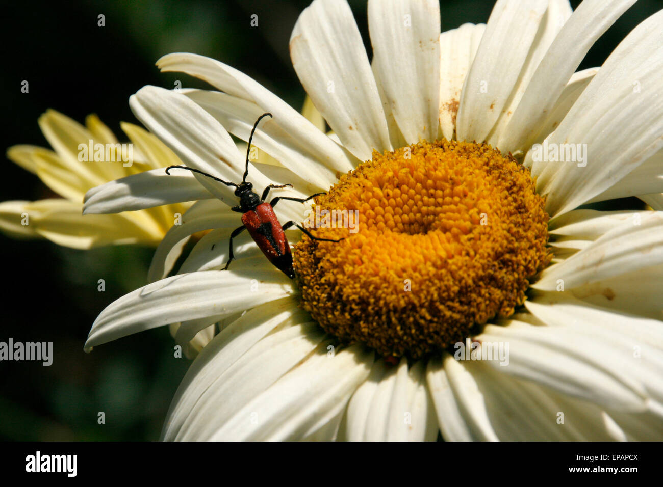 longhorn beetle on large daisy flower Stock Photo - Alamy