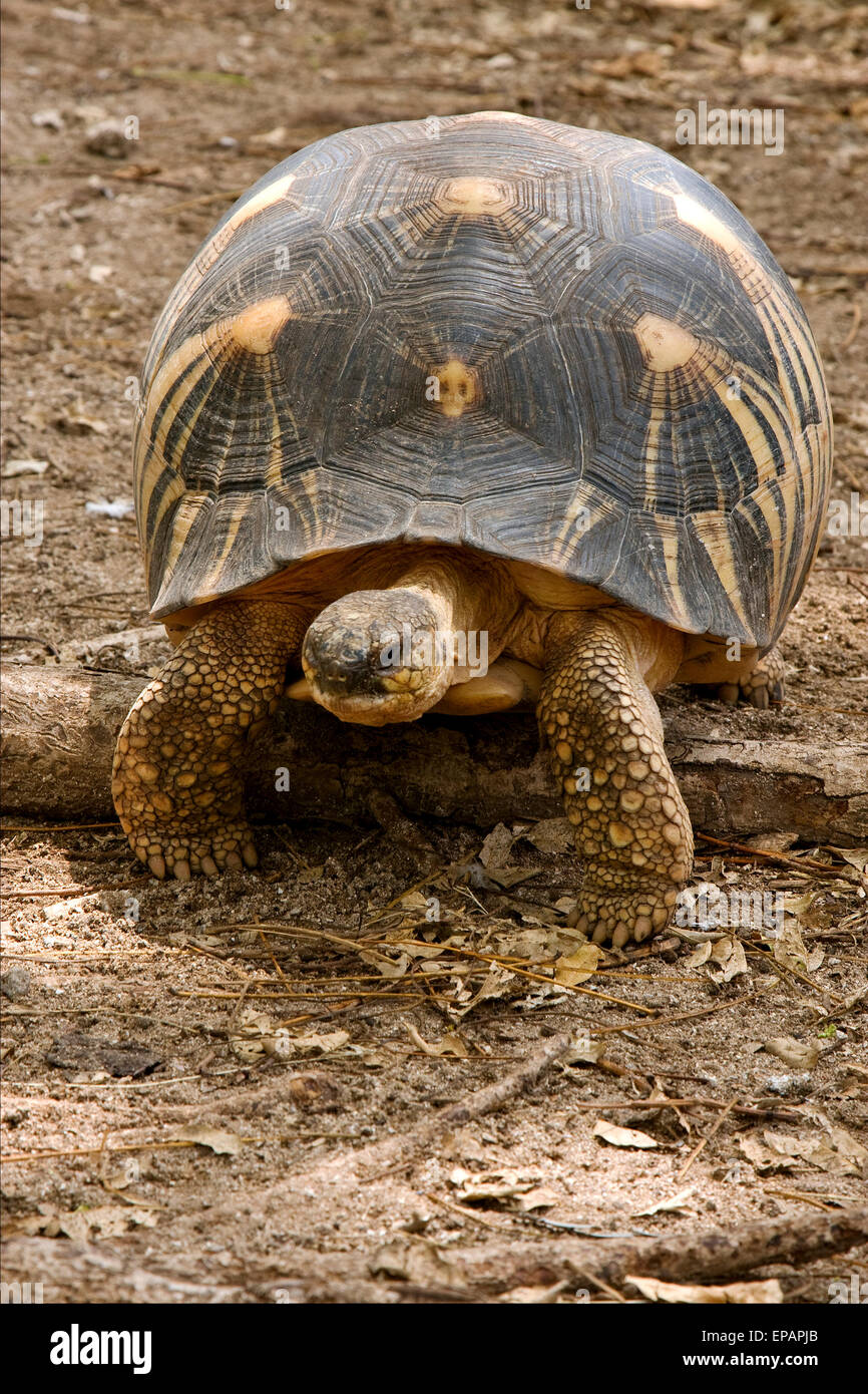 a turtle's heart in madagascar nosy be Stock Photo - Alamy