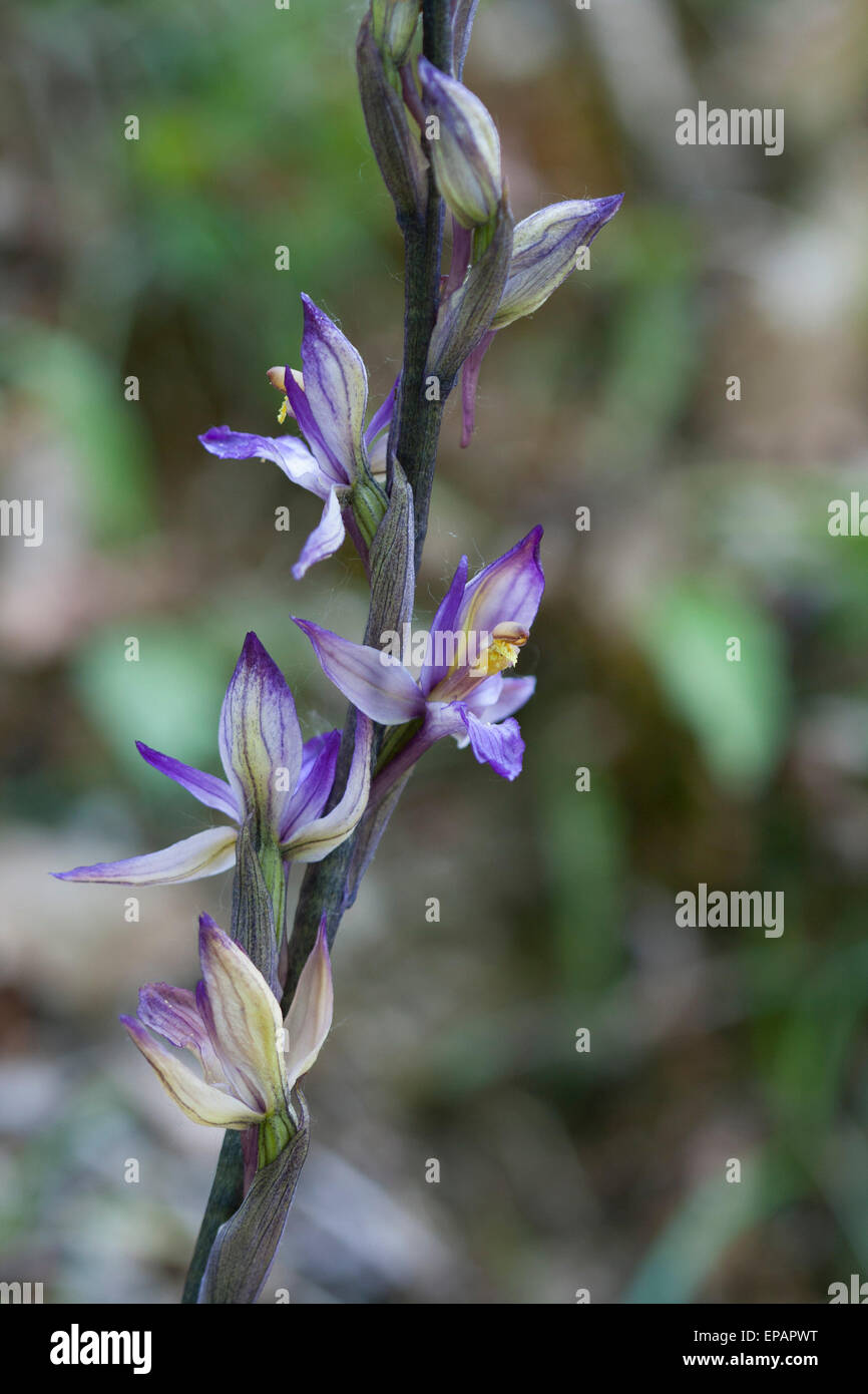 Wild flower Red Helleborine Stock Photo - Alamy
