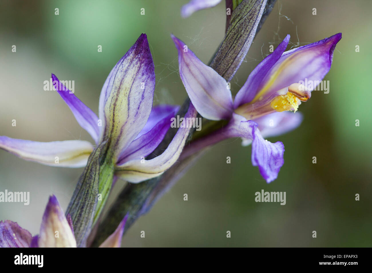 Wild flower Red Helleborine Stock Photo - Alamy