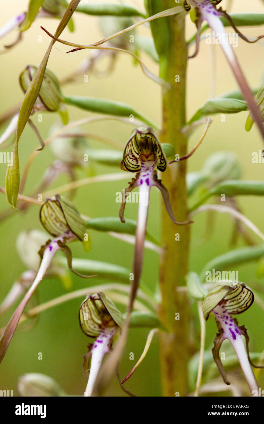 lizard orchid Himantoglossum hircinum Stock Photo - Alamy
