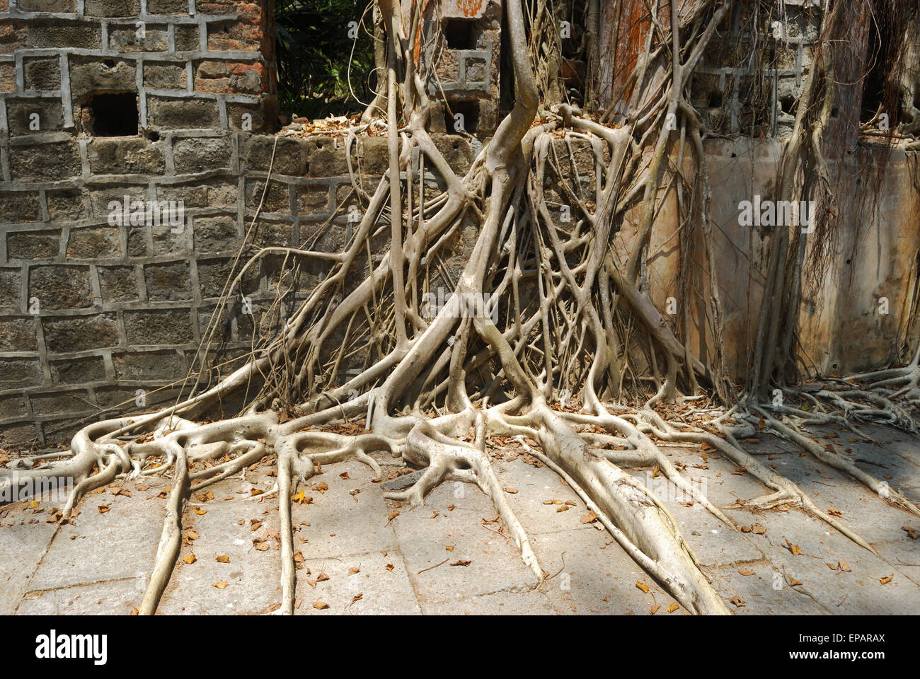 banyan tree roots penetrating the abondened building at ross island ...