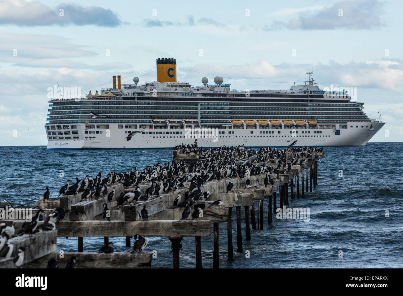 flock of imperial cormorants on pier in front of cruise ship, Punta ...