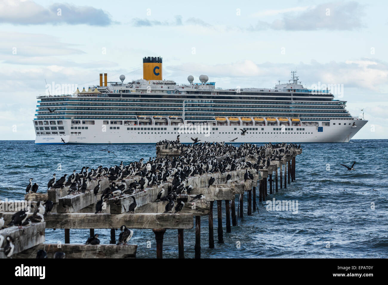 Imperial cormorants chile hi-res stock photography and images - Alamy