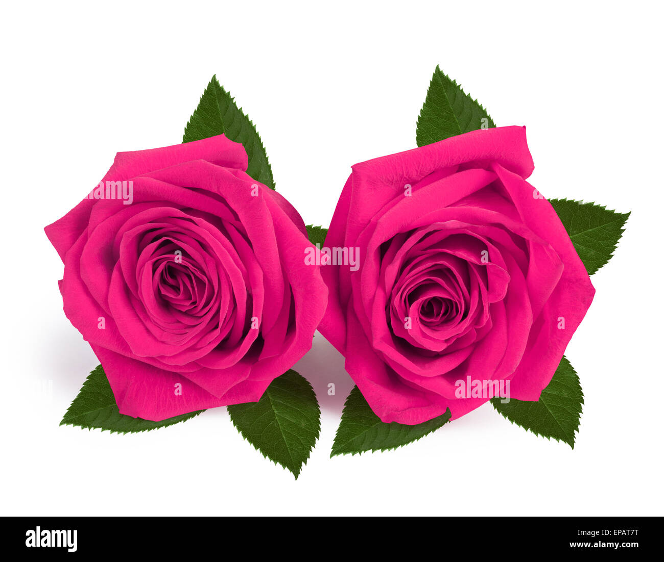 A couple gift roses on valentine day isolated on white background Stock ...
