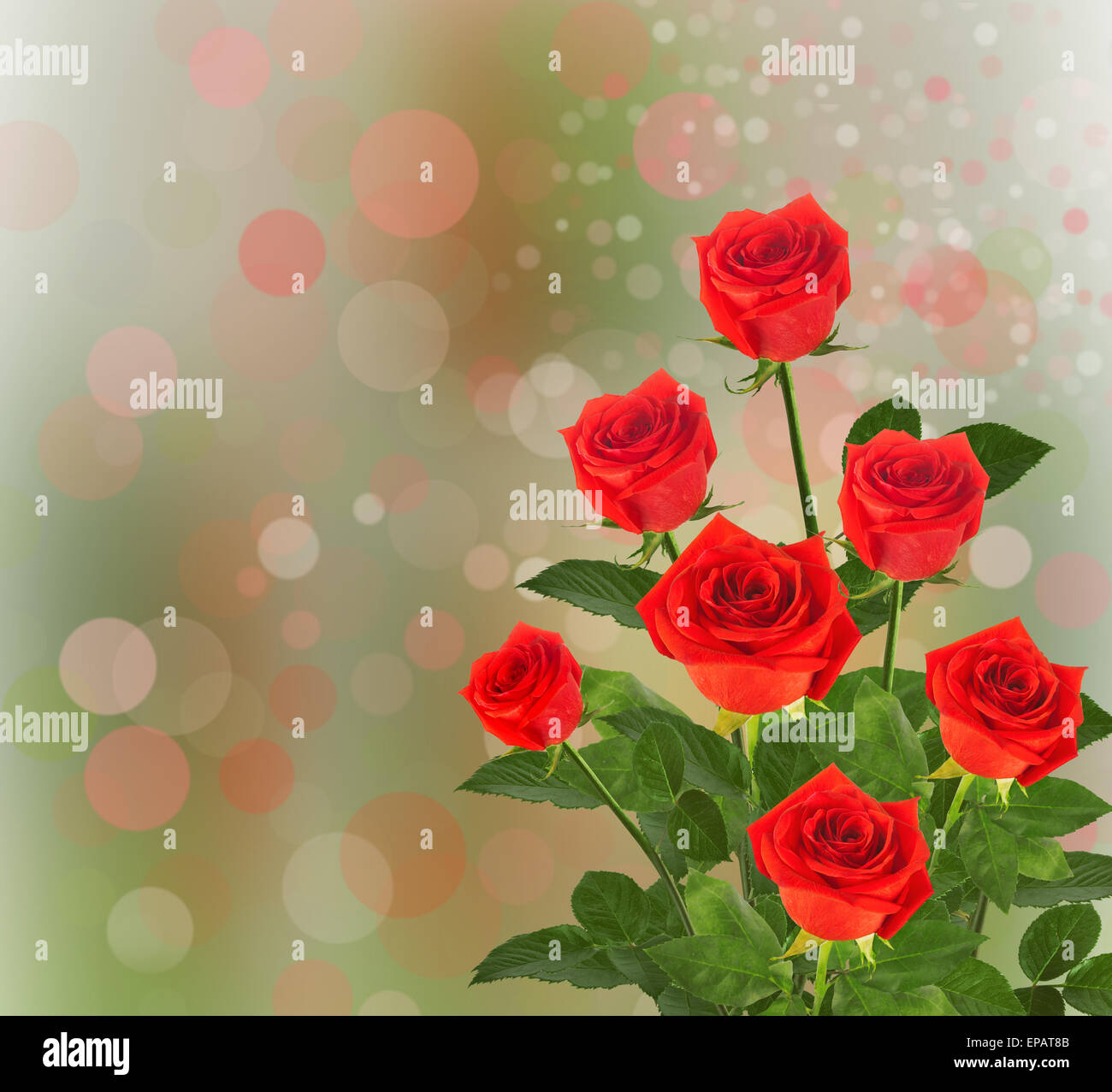 Vermilion roses hi-res stock photography and images - Alamy