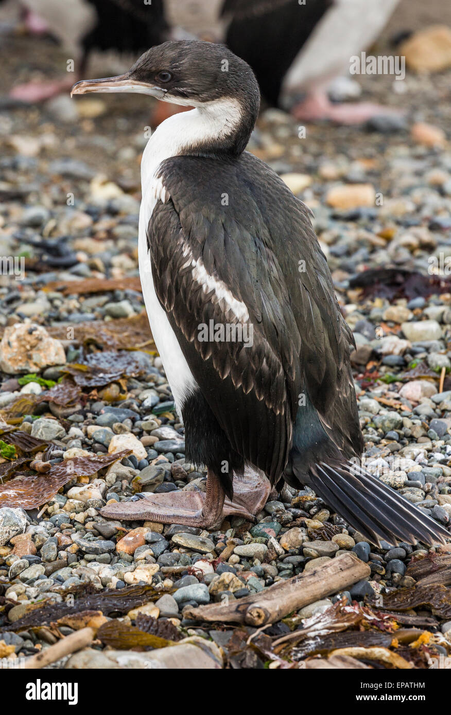 imperial cormorant on the beach at Punta Arenas, Chile Stock Photo - Alamy